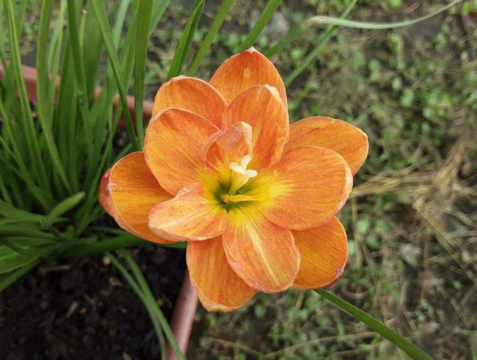 Rain Lily Pha Abha Mani – Krishna’s Dream World