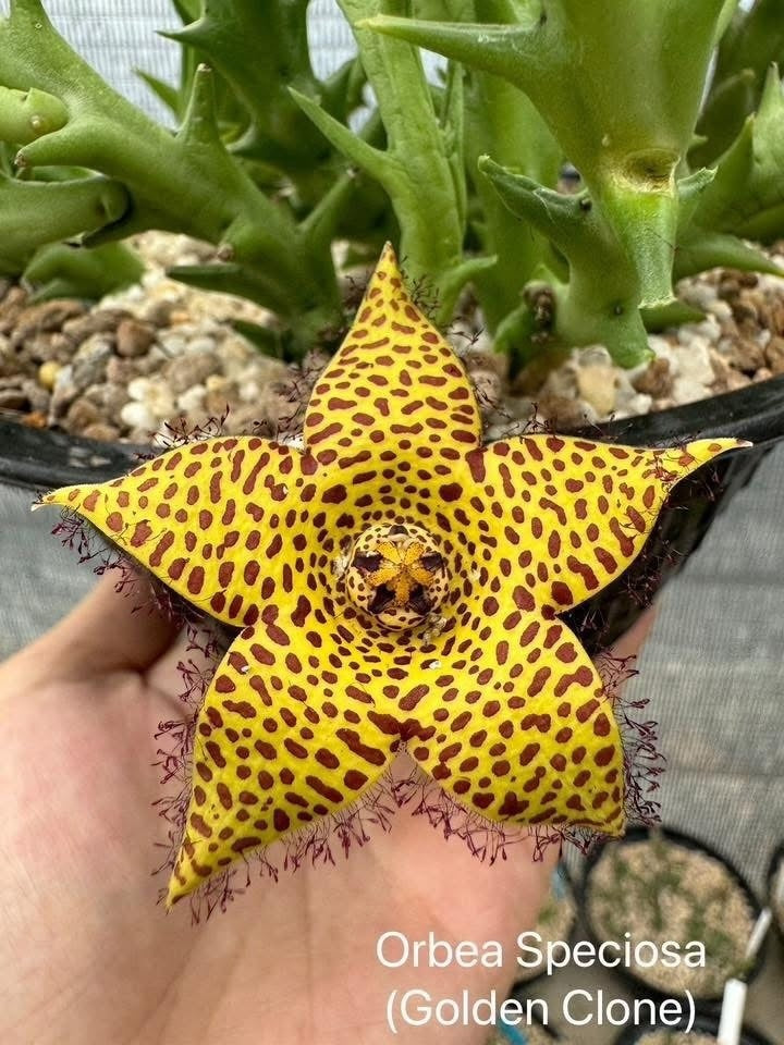 Orbea Speciosa (Golden Clone) – Krishna’s Dream World