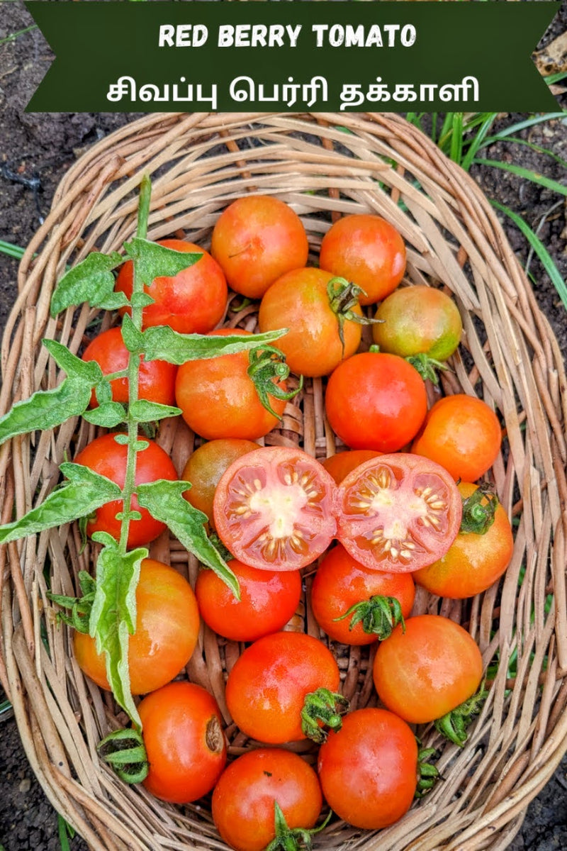 Tomato Red Berry Seeds – Krishna’s Dream World