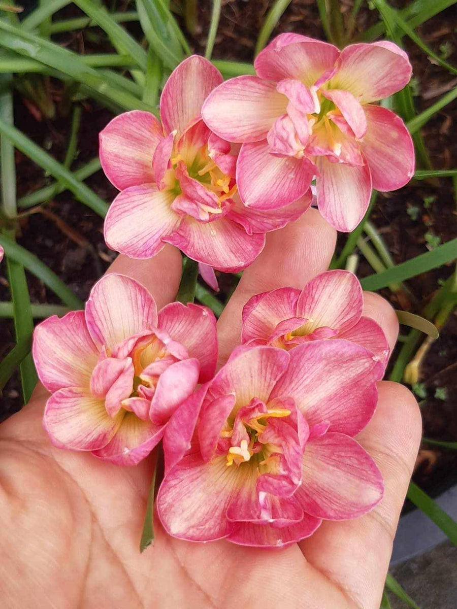 Rain Lily Angela – Krishna’s Dream World