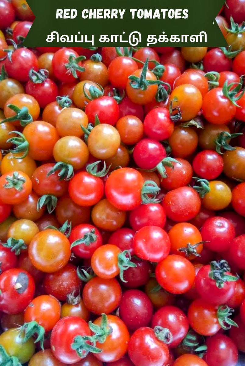 Tomato Red Cherry Seeds – Krishna’s Dream World