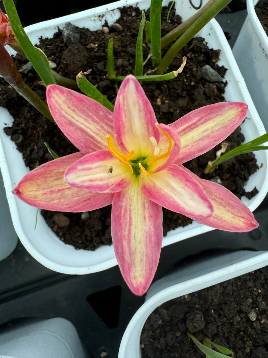 Rain Lily Colon – Krishna’s Dream World