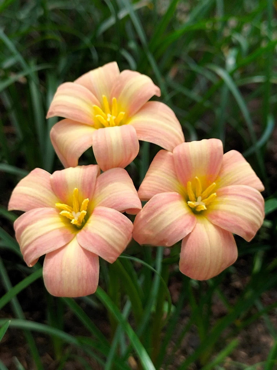 Rain Lily Bumble Sweet – Krishna’s Dream World