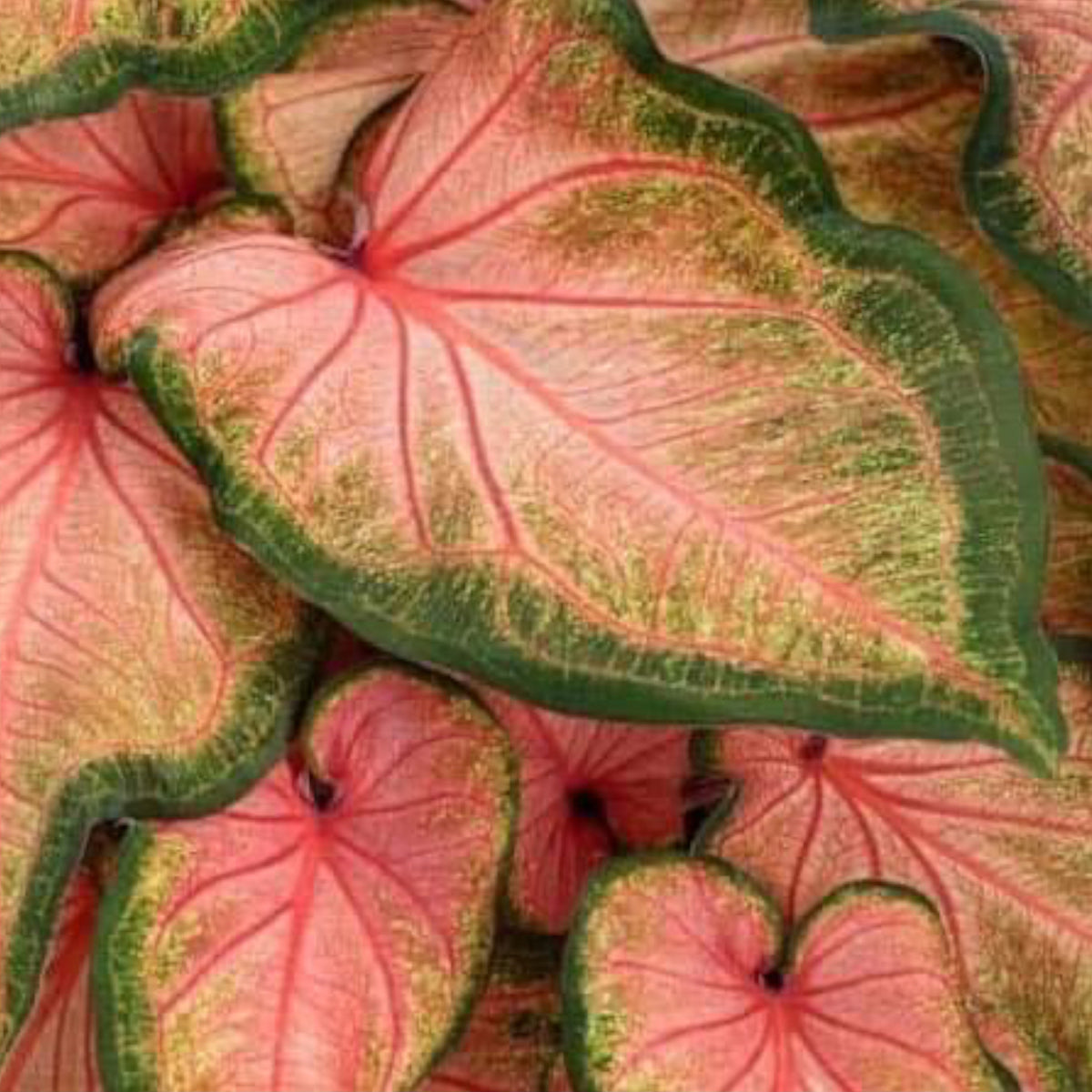 Caladium Chinook – Krishna’s Dream World